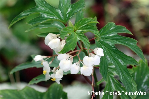 NParks | Begonia aconitifolia