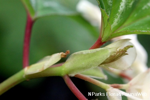NParks | Begonia aconitifolia