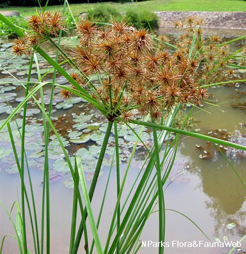 NParks | Cyperus compactus