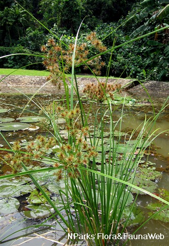 NParks | Cyperus compactus