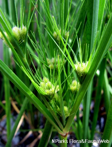 NParks | Cyperus compactus