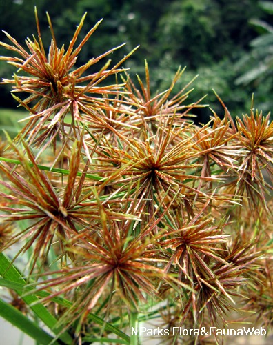 NParks | Cyperus compactus