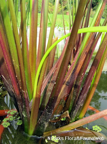 NParks | Sagittaria lancifolia
