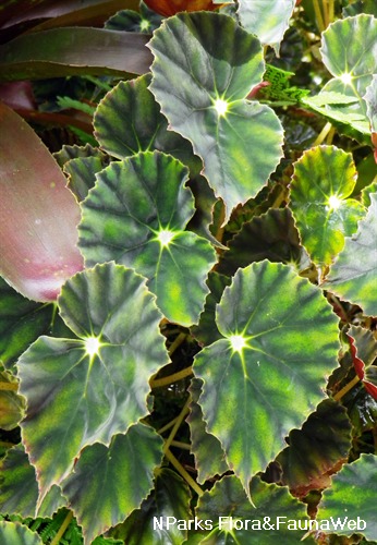 NParks | Begonia mazae