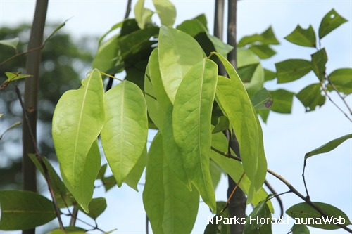 NParks | Mischocarpus sundaicus