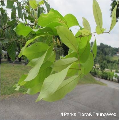 NParks | Mischocarpus sundaicus