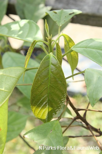 NParks | Baccaurea pyriformis