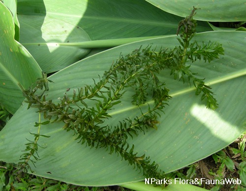 NParks | Hydrilla verticillata