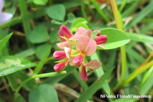 NParks | Alysicarpus vaginalis