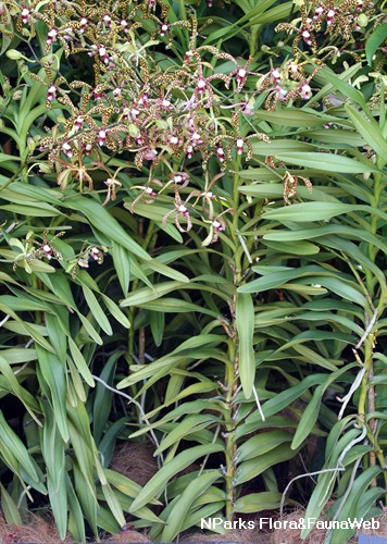 NParks | x Aranda Bertha Braga