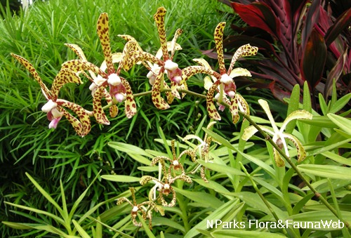 NParks | x Aranda Bertha Braga