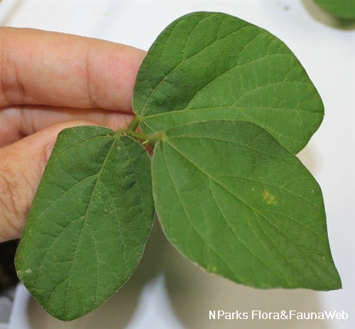 NParks | Calopogonium mucunoides