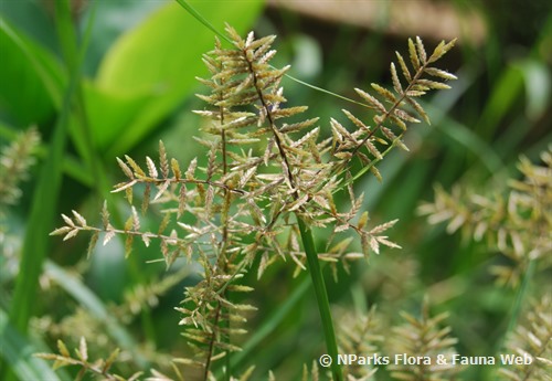 NParks | Cyperus digitatus