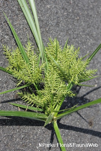 NParks | Cyperus mindorensis