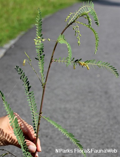 NParks | Sesbania sesban