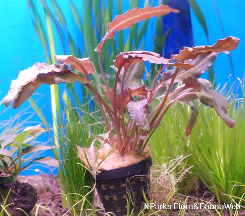 NParks | Cryptocoryne ciliata