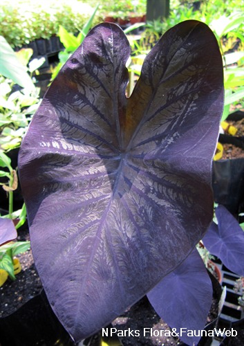NParks | Colocasia esculenta 'Black Coral'