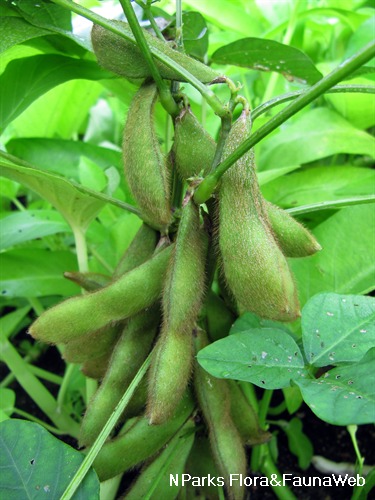 NParks | Glycine max