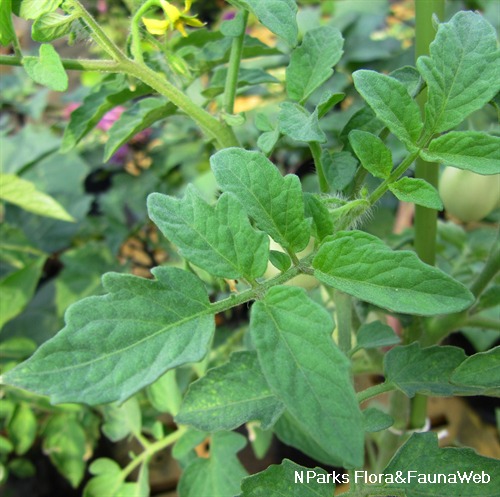 NParks | Solanum lycopersicum