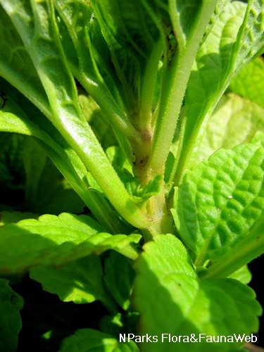 NParks | Coleus rotundifolius
