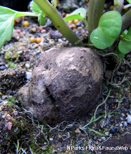 NParks | Coleus rotundifolius