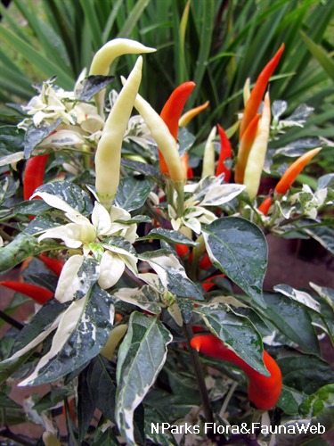 NParks | Capsicum annuum (Variegated)