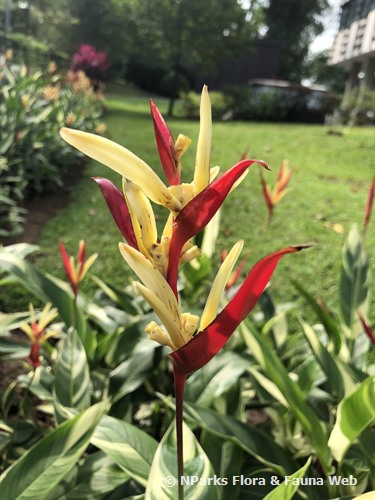 NParks | Heliconia psittacorum 'Lady Di'(Variegated)
