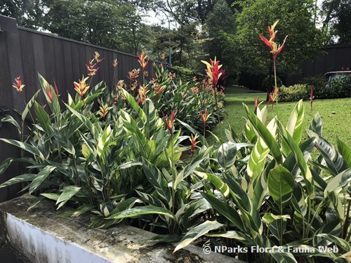 NParks | Heliconia psittacorum 'Lady Di'(Variegated)