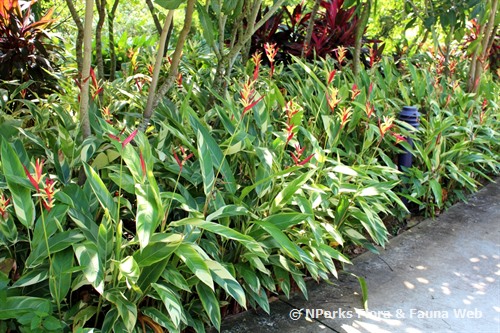 NParks | Heliconia psittacorum 'Lady Di'(Variegated)