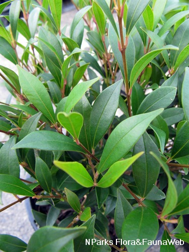 NParks | Acmena smithii var minor'Cherry Surprise'