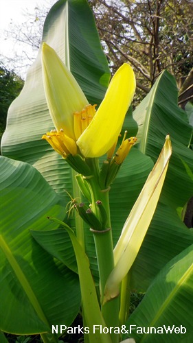 NParks | Musa siamensis 'Thai Gold'