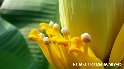 NParks | Musa beccarii