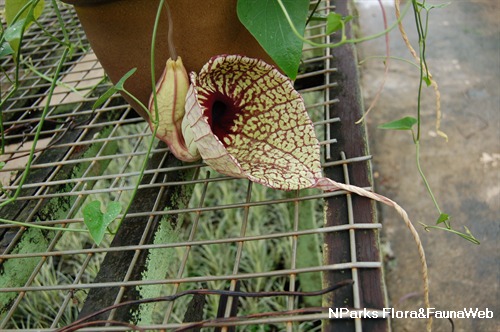 Duck Flower Benefits | Best Flower Site