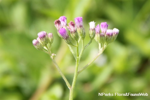 Vernonia Cinerea Common Name