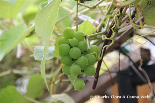 NParks | Vitis vinifera