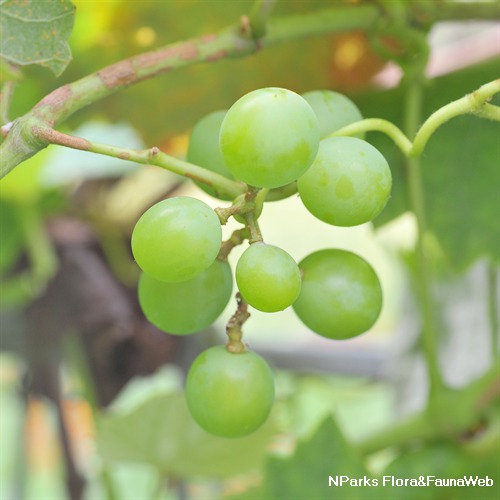 NParks | Vitis vinifera