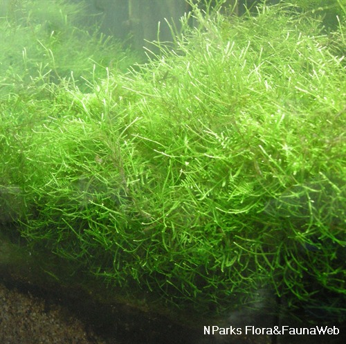 NParks | Vesicularia montagnei