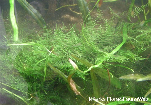 NParks | Vesicularia montagnei