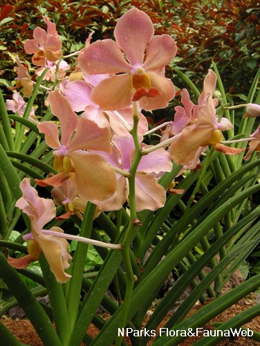 NParks | Vanda Tan Chay Yan