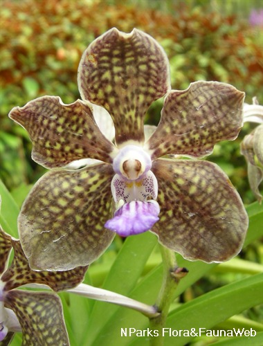 NParks | Papilionanda Mimi Palmer