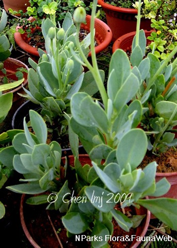 NParks | Kleinia grandiflora