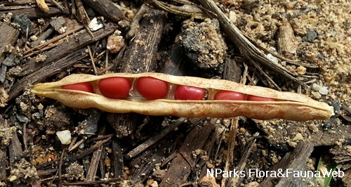NParks | Vigna angularis