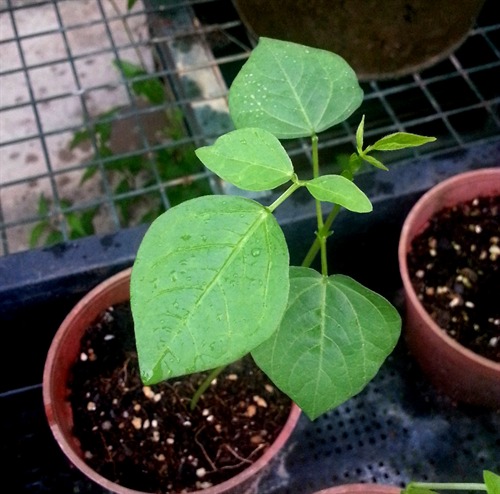 NParks | Vigna angularis