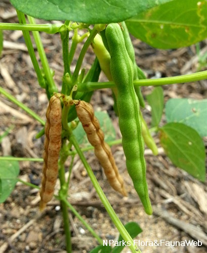 NParks | Vigna angularis
