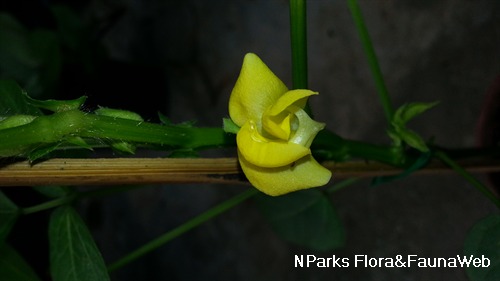 NParks | Vigna angularis