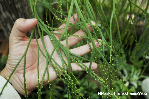 NParks | Psilotum complanatum