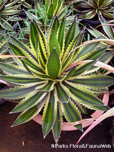 NParks | Ceiba pentandra