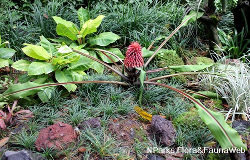 NParks | Aechmea tayoensis