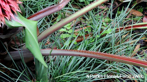 NParks | Aechmea tayoensis