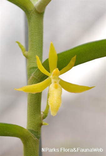 NParks | Trichoglottis philippinensis var brachiata